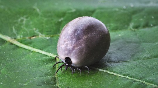 Home - Stadt Wels Verwaltung